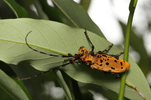 (2012.5.31：旧福江市・猪掛峠）